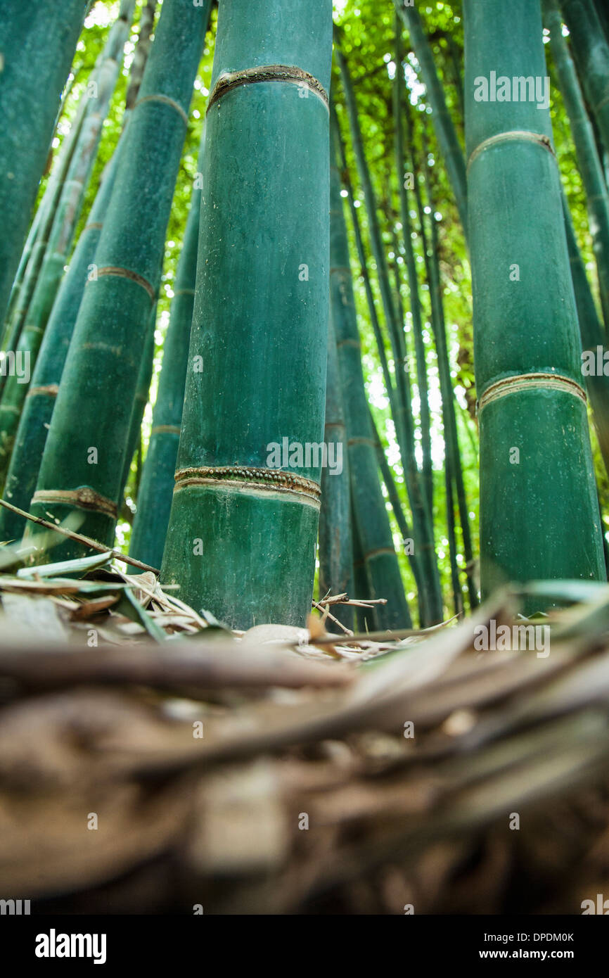 Bamboo, surface view Stock Photo - Alamy