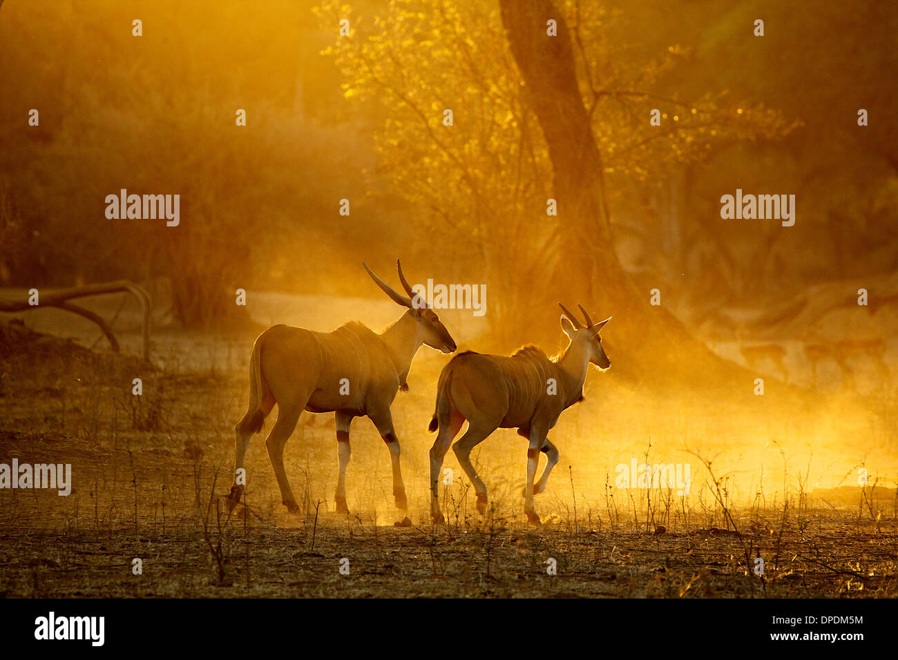 Eland running at dawn, Mana Pools national park, Zimbabwe, Africa Stock ...