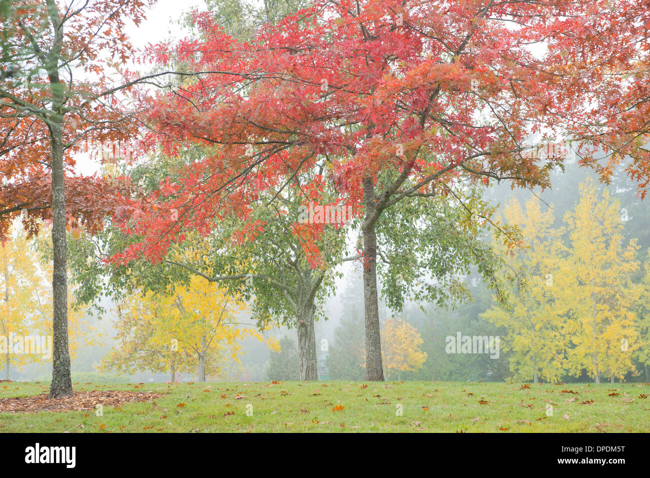 On misty hi-res stock photography and images - Alamy