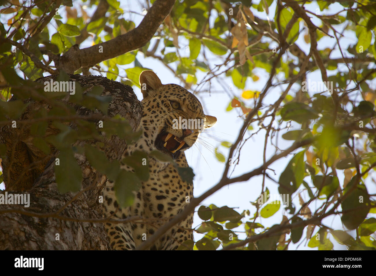 Male leopard in tree, Mana Pools national park, Zimbabwe, Africa Stock ...