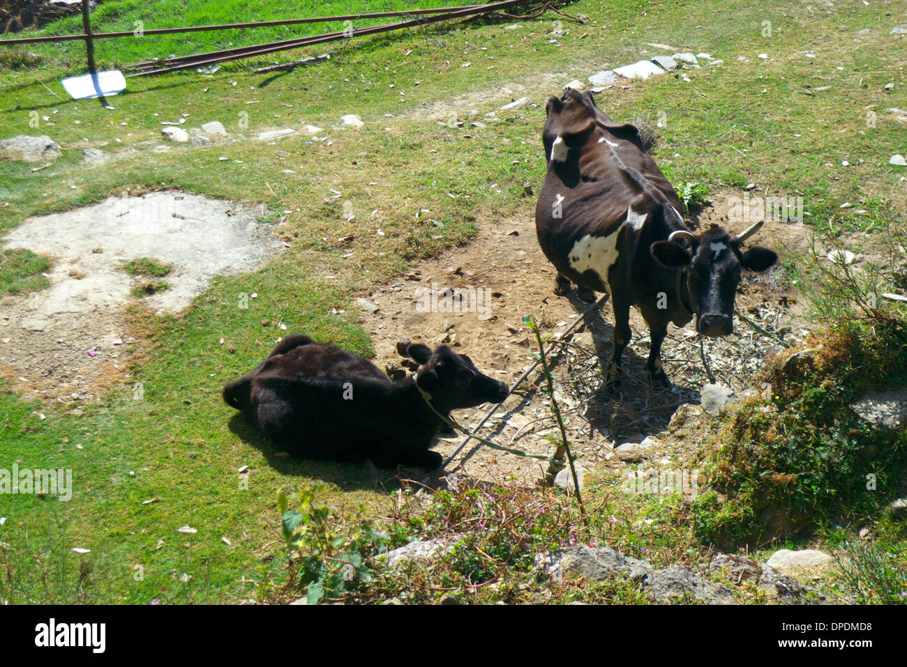 Tethered cow and calf, Gullu/Gallu, above Mcleodganj, Dharamasala ...