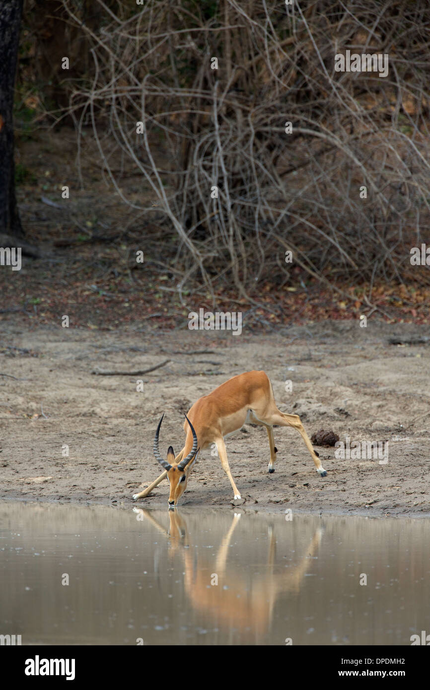 Male impala at waterhole, Mana Pools national park, Zimbabwe, Africa ...