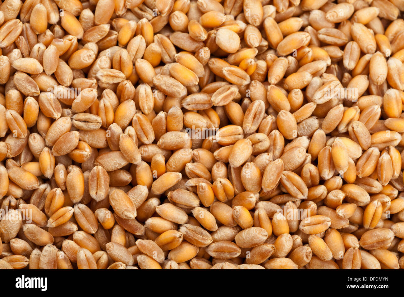 Raw, uncooked wheat seeds background - frame filling Stock Photo - Alamy
