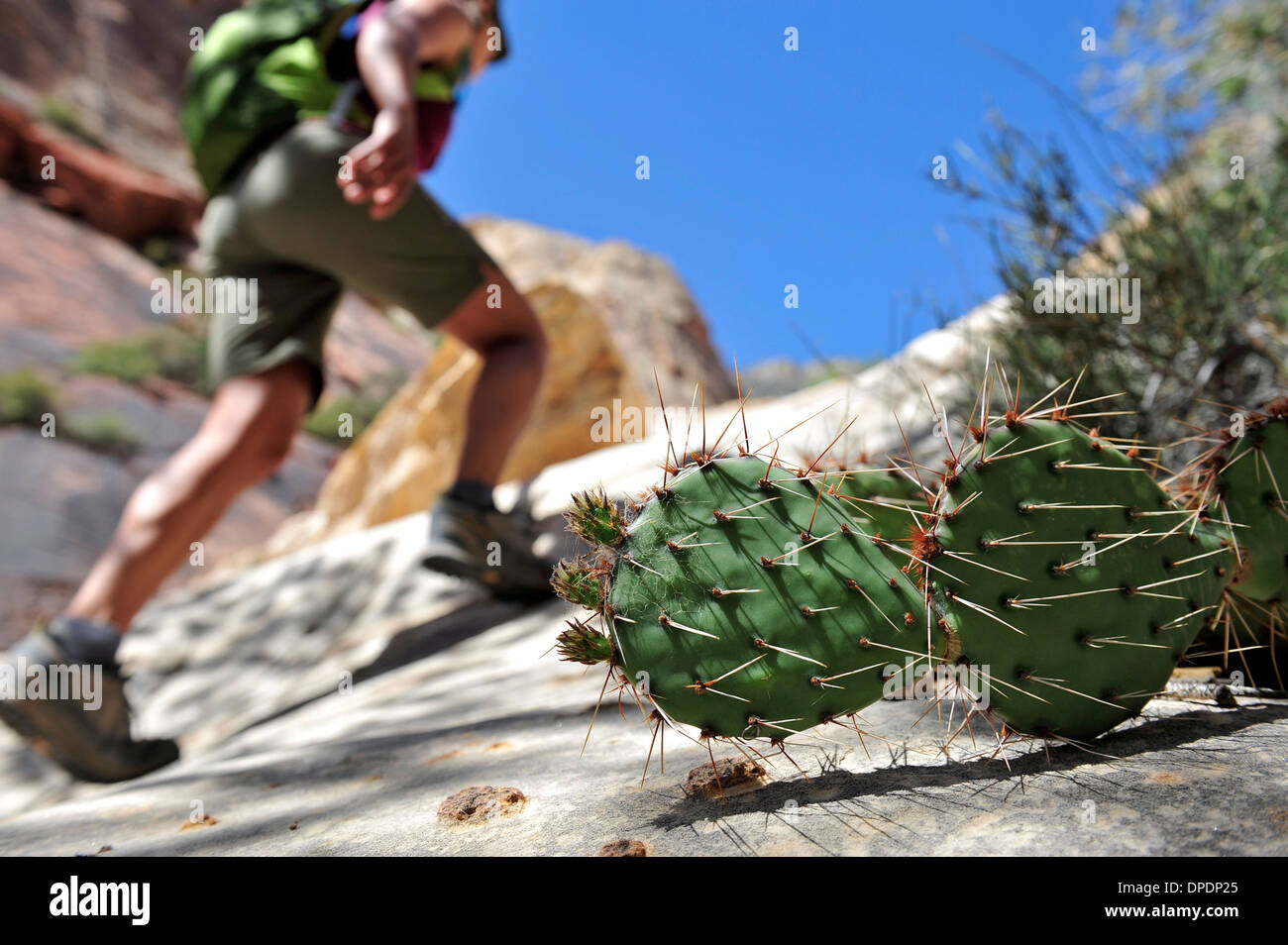 Female hiking up rock, Mount Wilson, Red Rock Canyon, Nevada, USA Stock ...