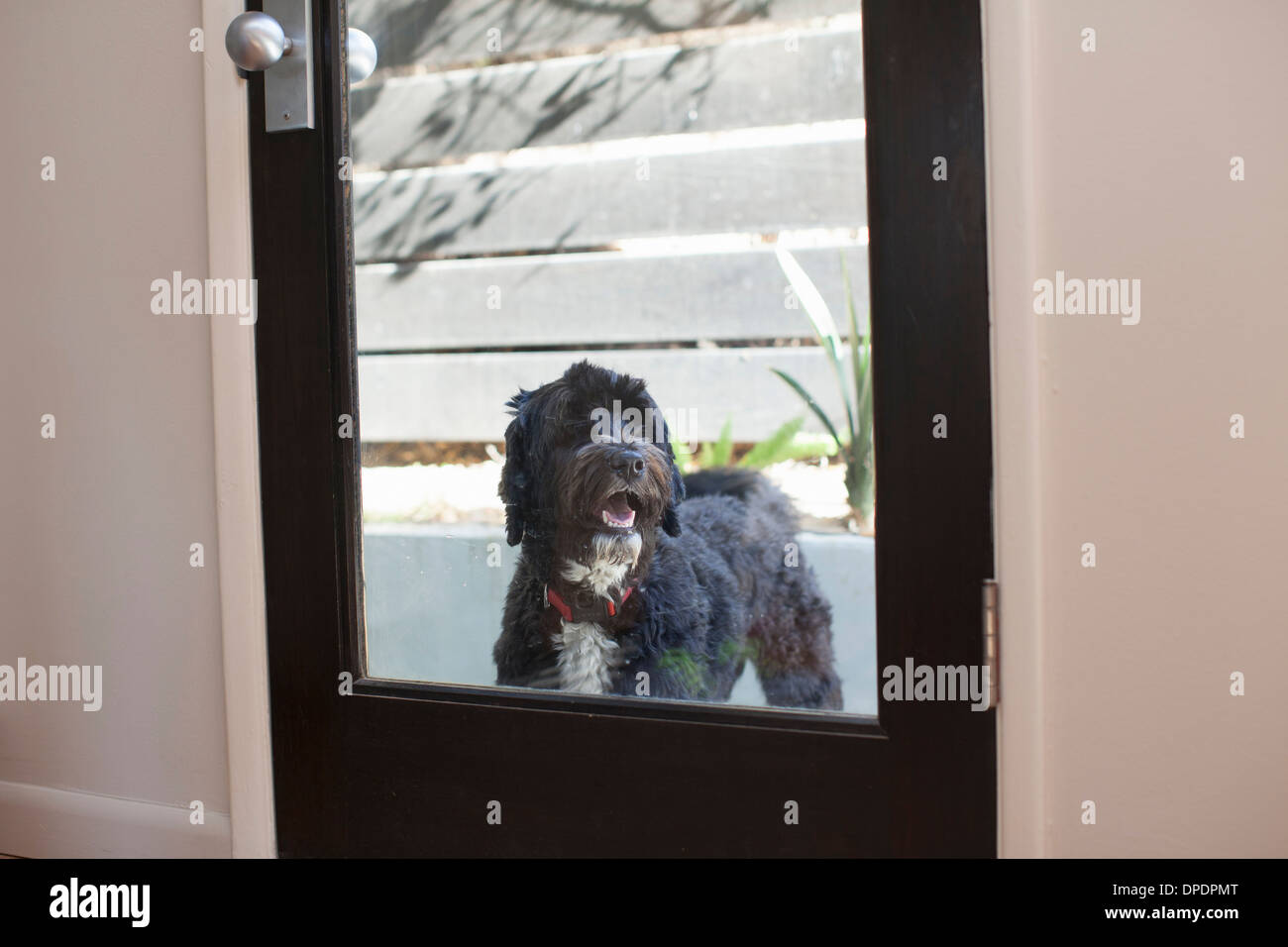 Pet dog looking through back door window Stock Photo - Alamy