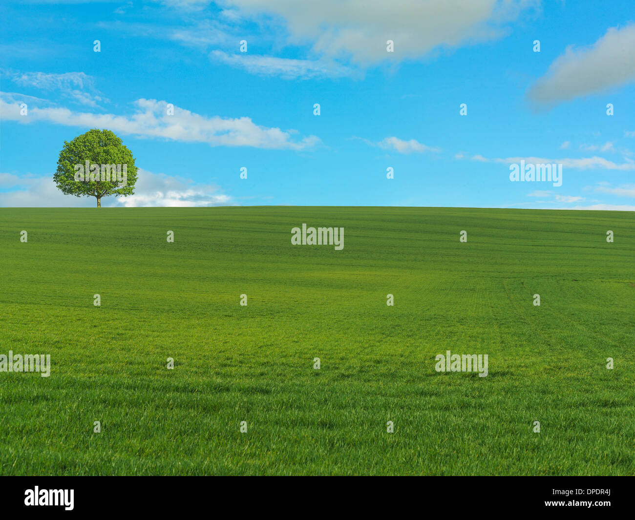 Tree on green field Stock Photo - Alamy