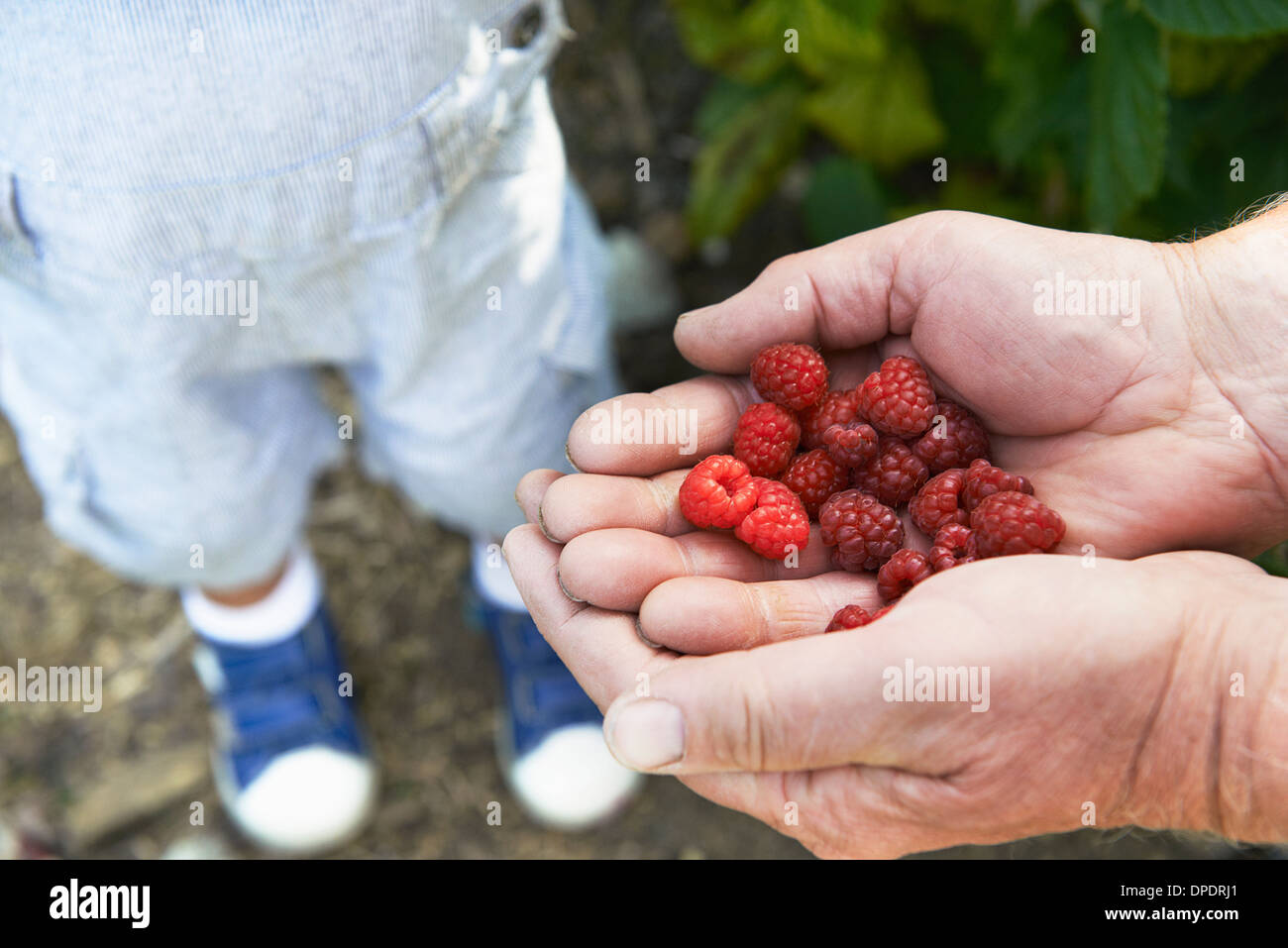 Grandfather sharing raspberries with grandson Stock Photo - Alamy