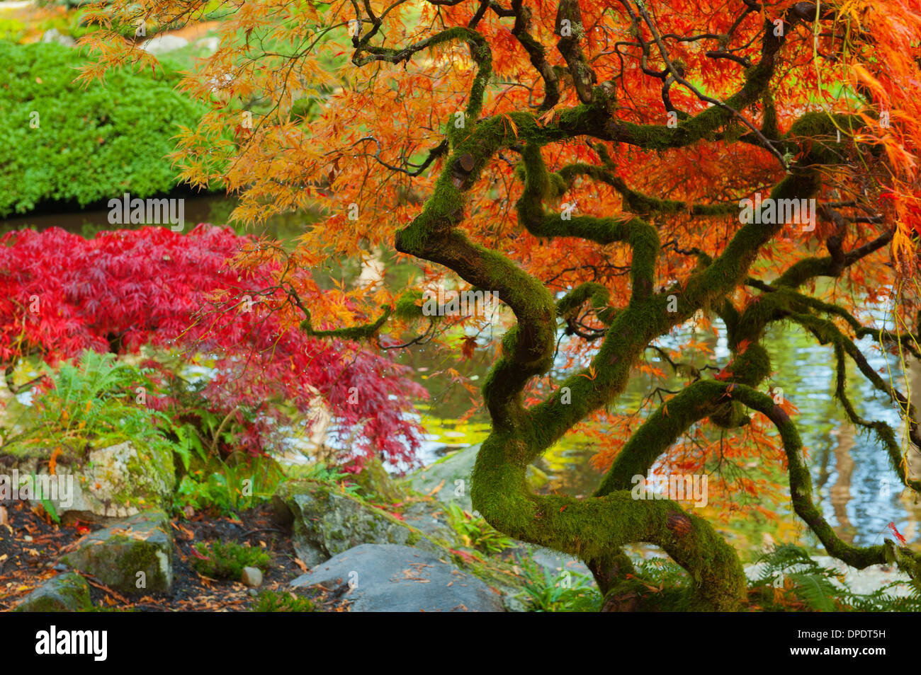 Montana tree hi-res stock photography and images - Alamy