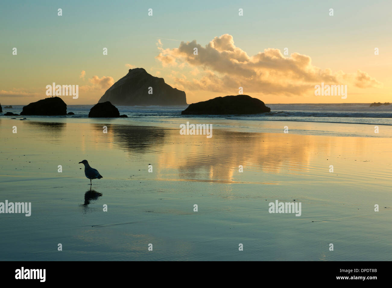 A seagull and seastacks are reflected on the beach in Bandon, Oregon ...
