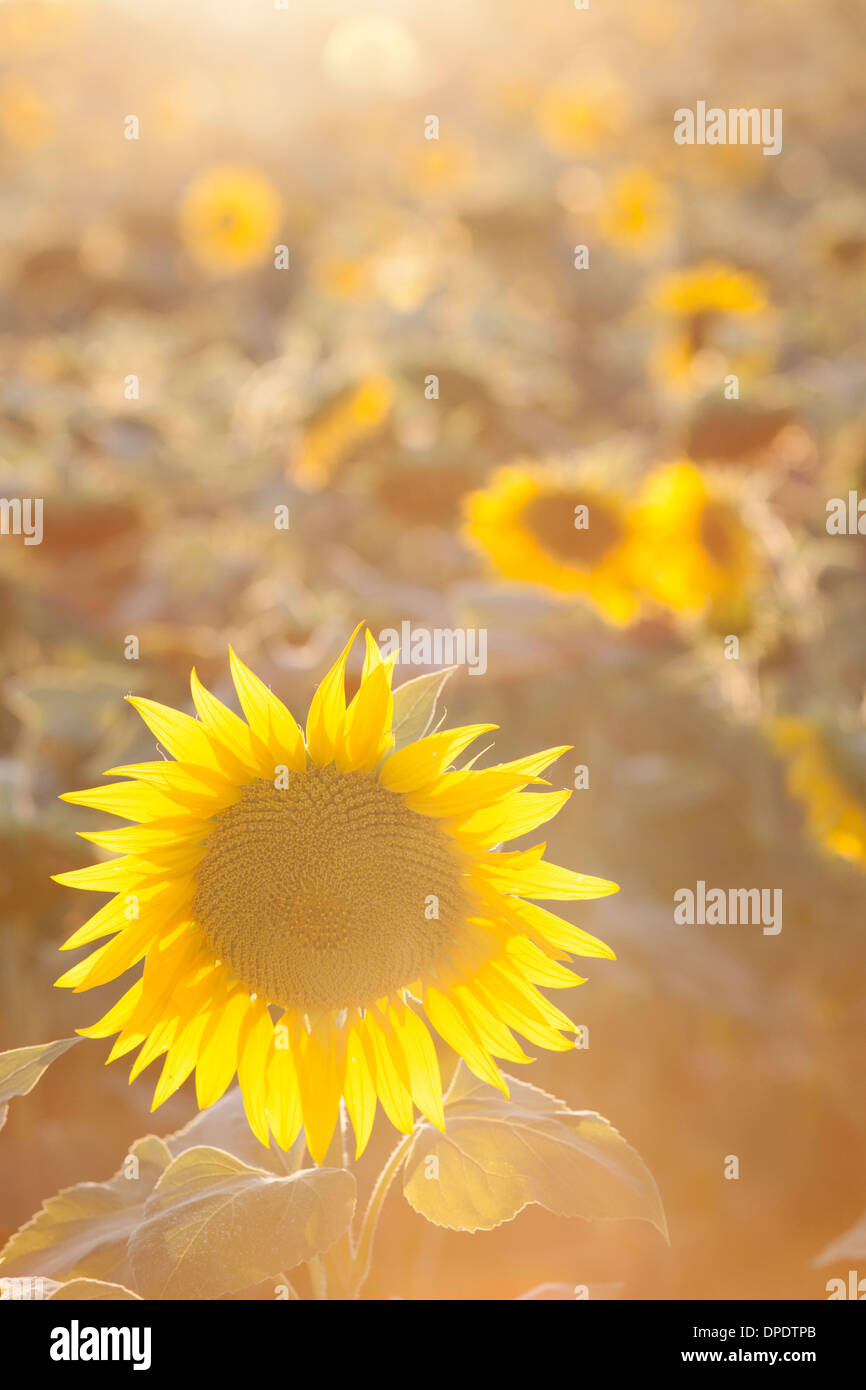 Sunlight on helianthus annuus hi-res stock photography and images - Alamy