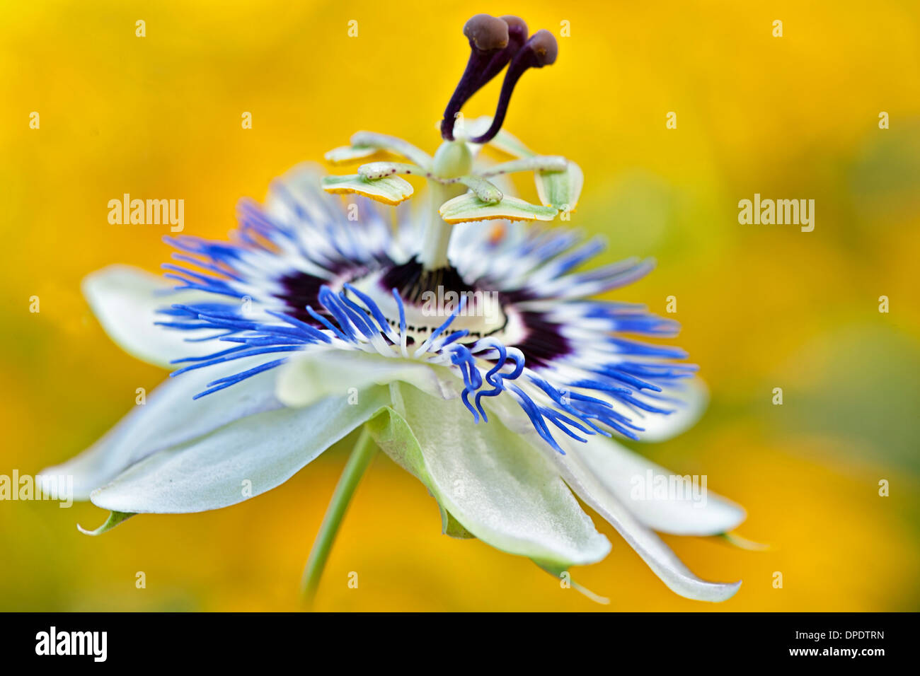 Passiflora passiflora hi-res stock photography and images - Alamy