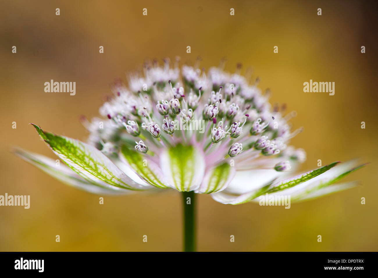 Astrantia Major Flower Stock Photo - Alamy