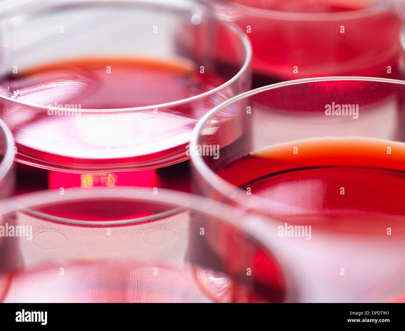 Stem cell cultures growing in pots, Used to implant stem cells to ...