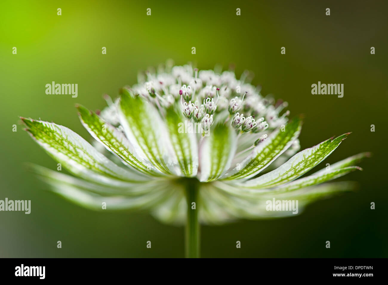 Astrantia Major Flower Stock Photo - Alamy