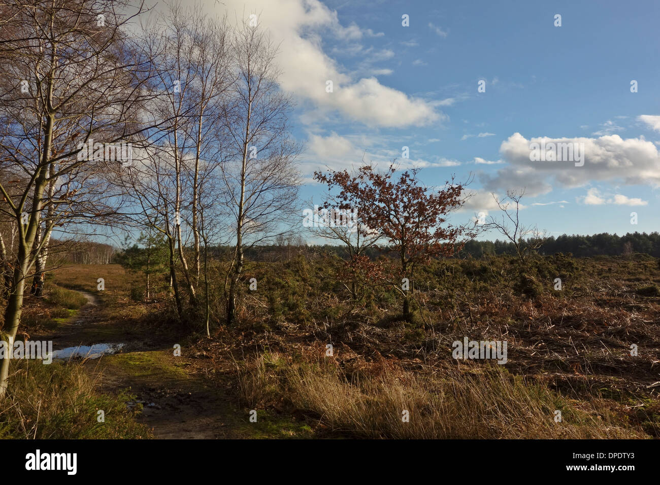 Marsham Heath heathland Norfolk England UK Stock Photo - Alamy