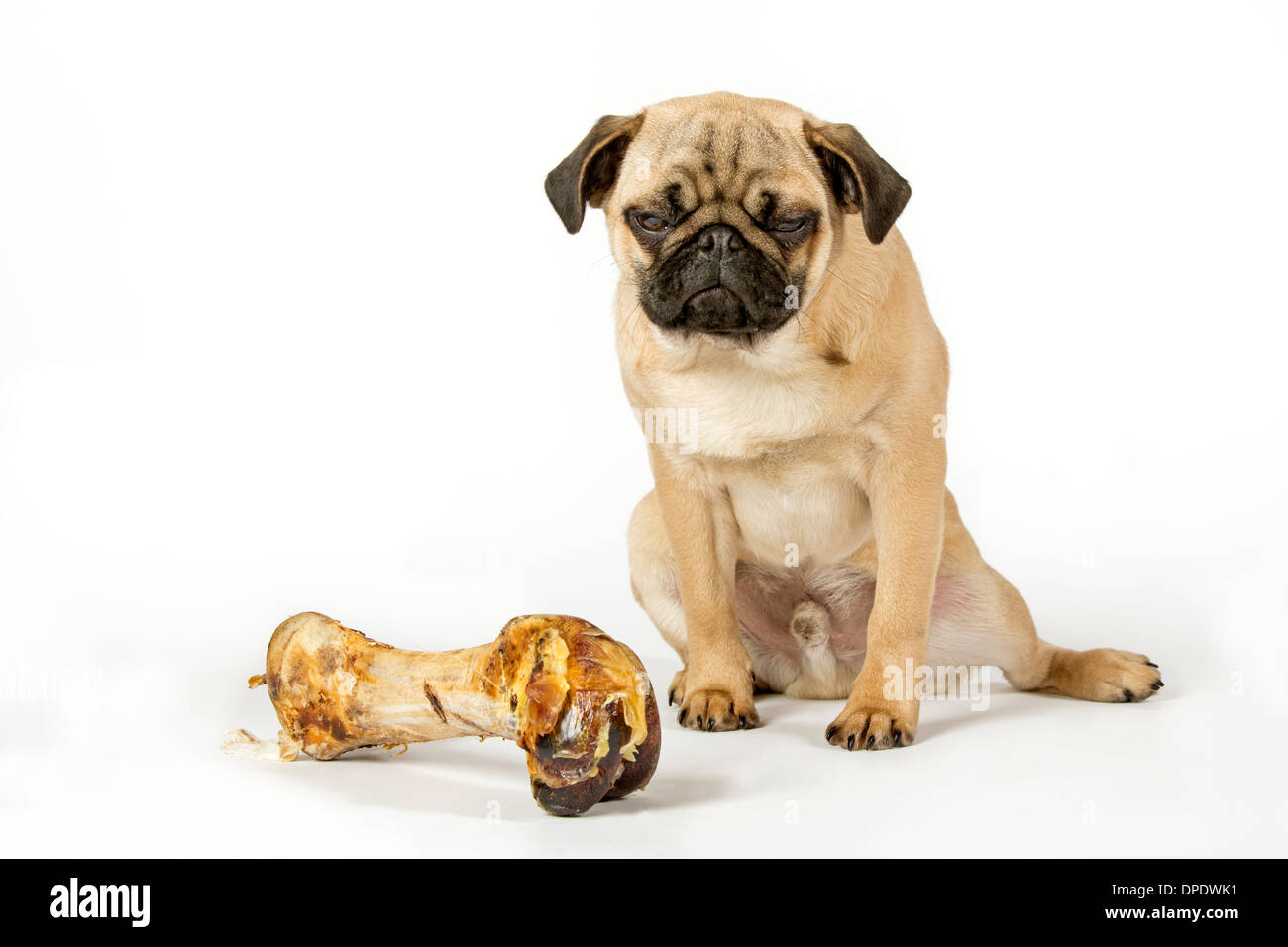 Young pug with big bone Stock Photo - Alamy