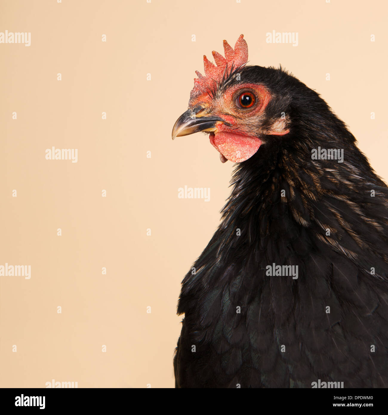 Black Chabo chicken in studio on cream background Stock Photo - Alamy