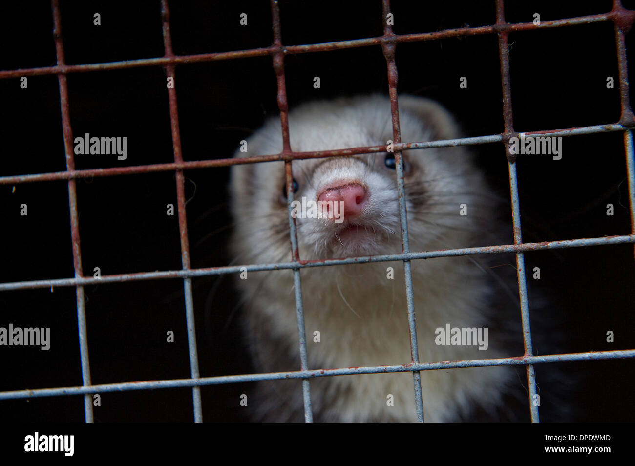 Ferreting for rabbits hi-res stock photography and images - Alamy