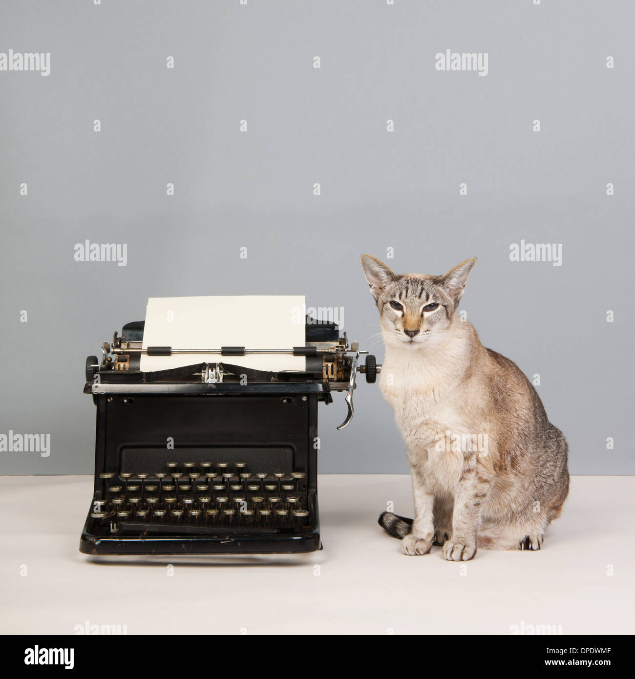 Siamese cat and antique typewriter on gray background in studio Stock ...