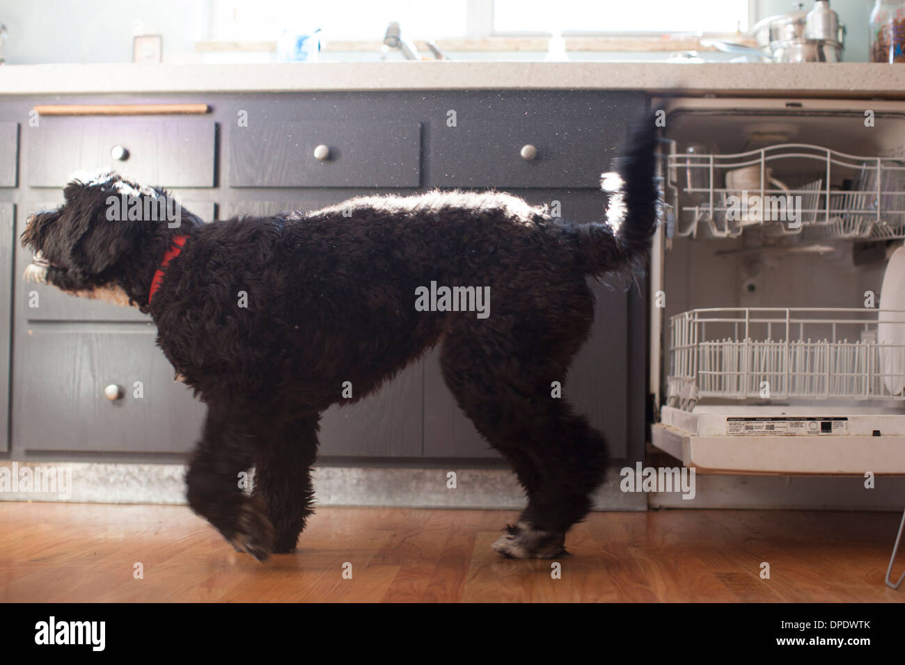 Cute pet hi-res stock photography and images - Alamy