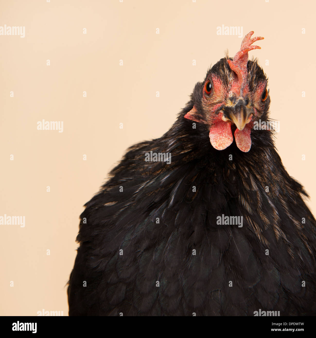Black Chabo chicken in studio on cream background Stock Photo - Alamy