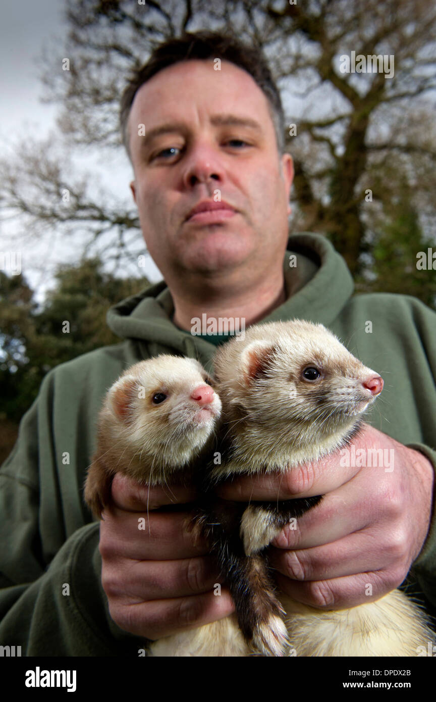 James Bradley with his ferrets which he uses commercially Stock Photo ...