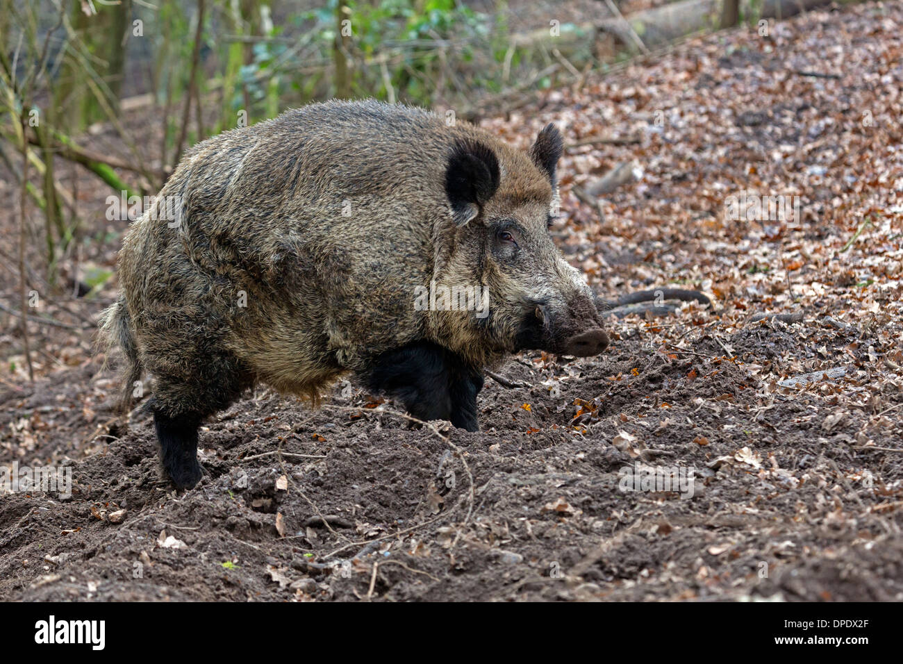 Wild boar tusker in hi-res stock photography and images - Alamy
