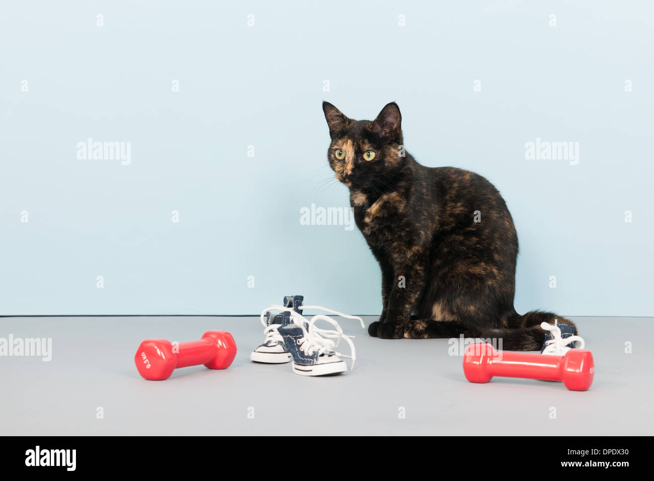 Little cat had trained the muscles Stock Photo - Alamy