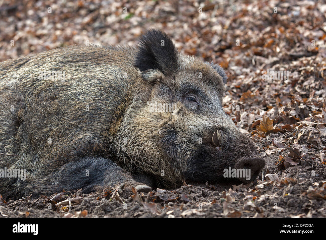 Tusker hi-res stock photography and images - Alamy