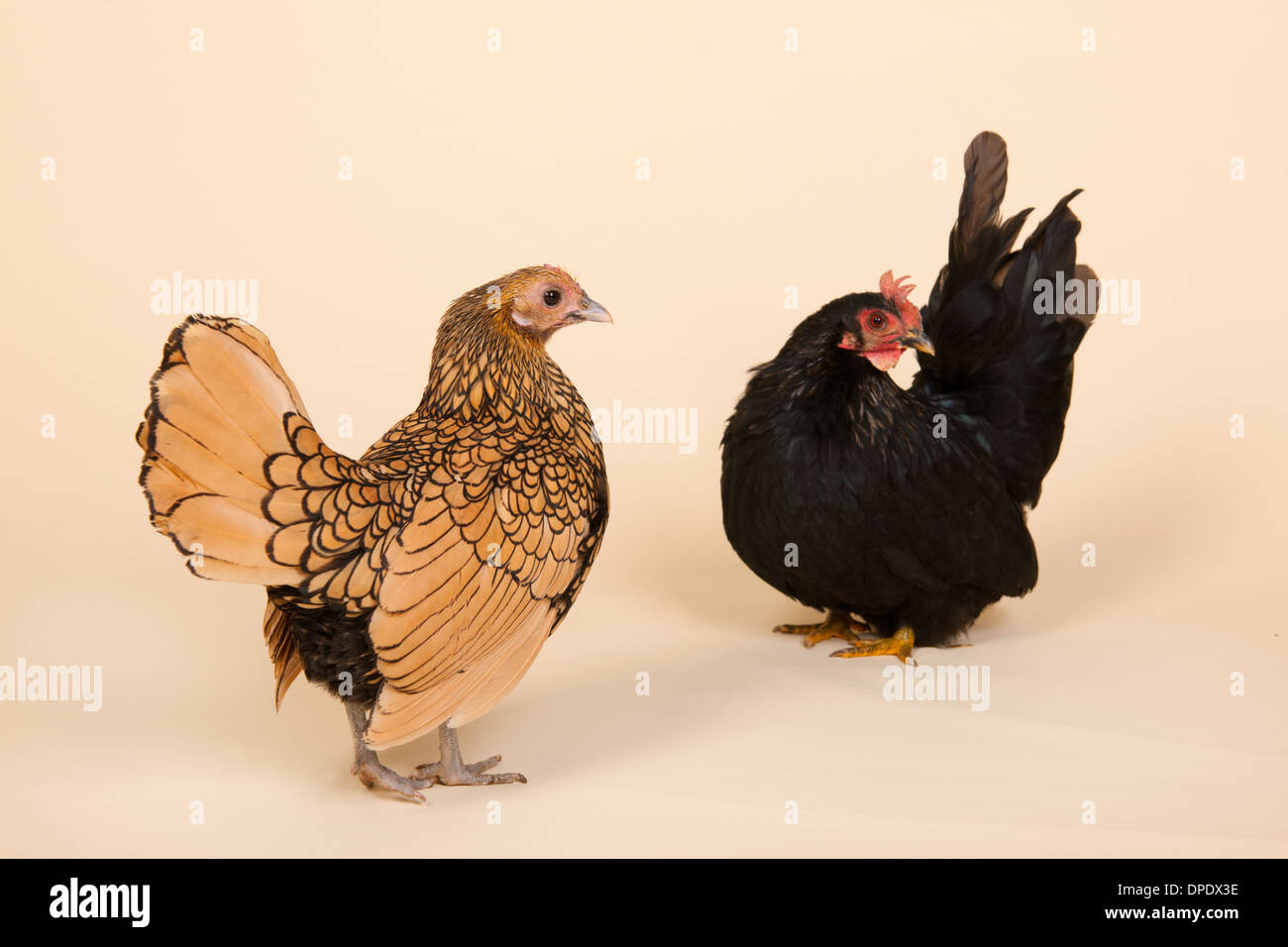 Black Chabo chicken in studio on cream background Stock Photo - Alamy