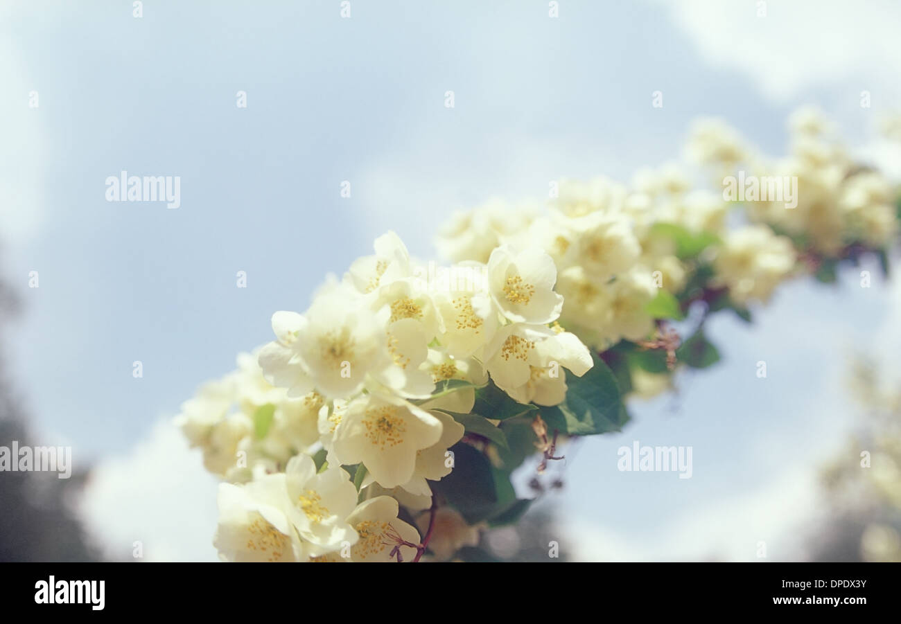 Jasmine flower shallow depth hi-res stock photography and images - Alamy