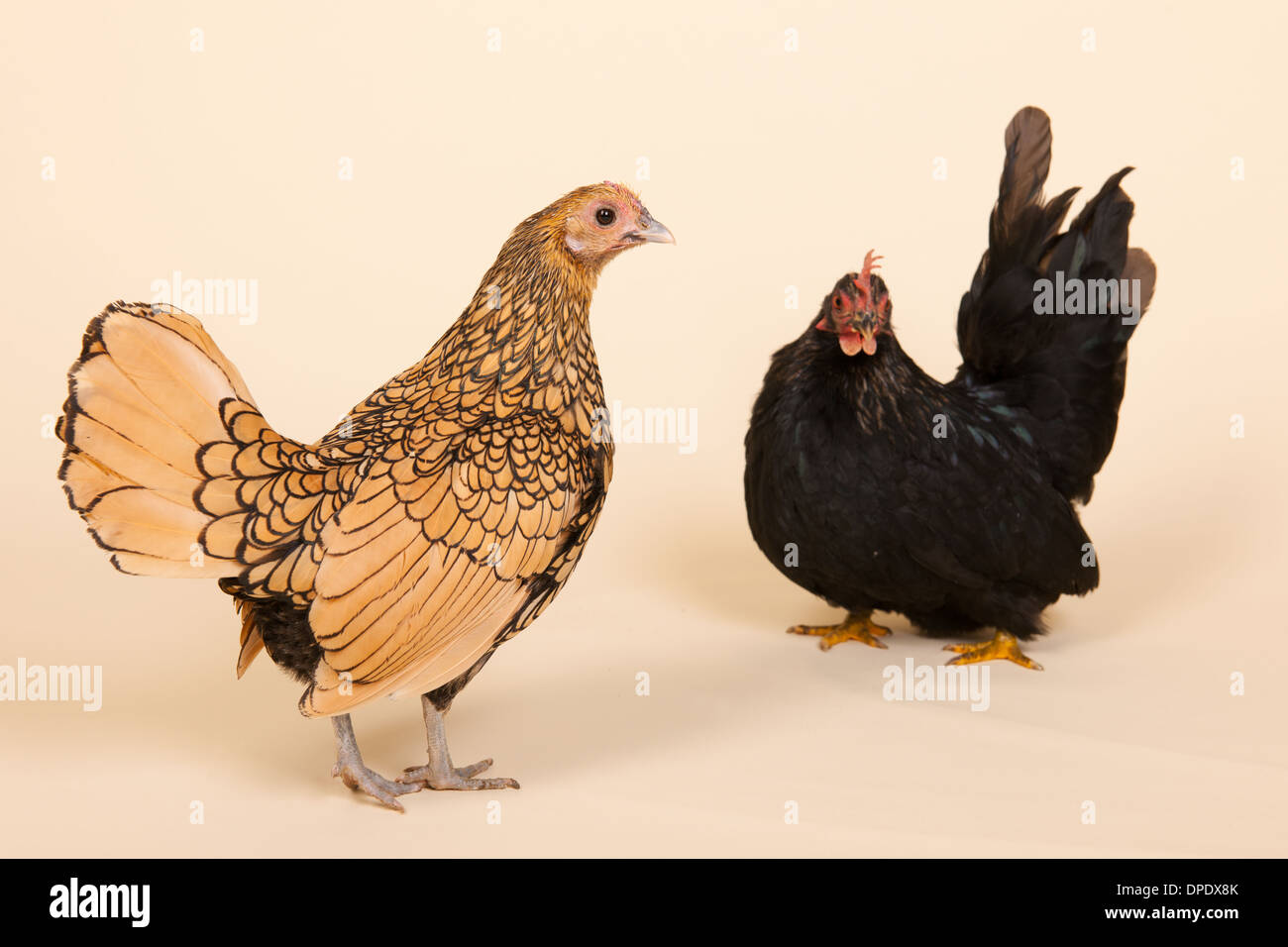 Black Chabo chicken in studio on cream background Stock Photo - Alamy