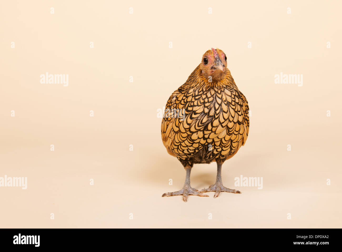 Sebright chicken in studio on cream background Stock Photo - Alamy