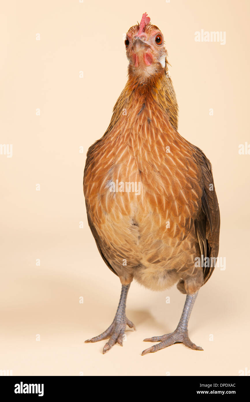 Serama Chicken Female