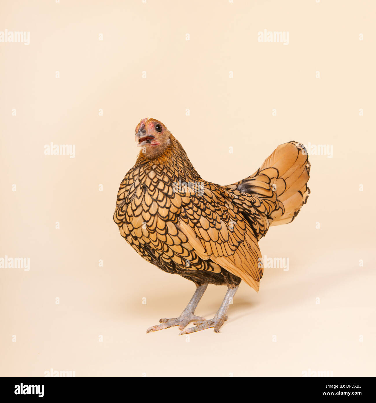 Sebright hi-res stock photography and images - Alamy