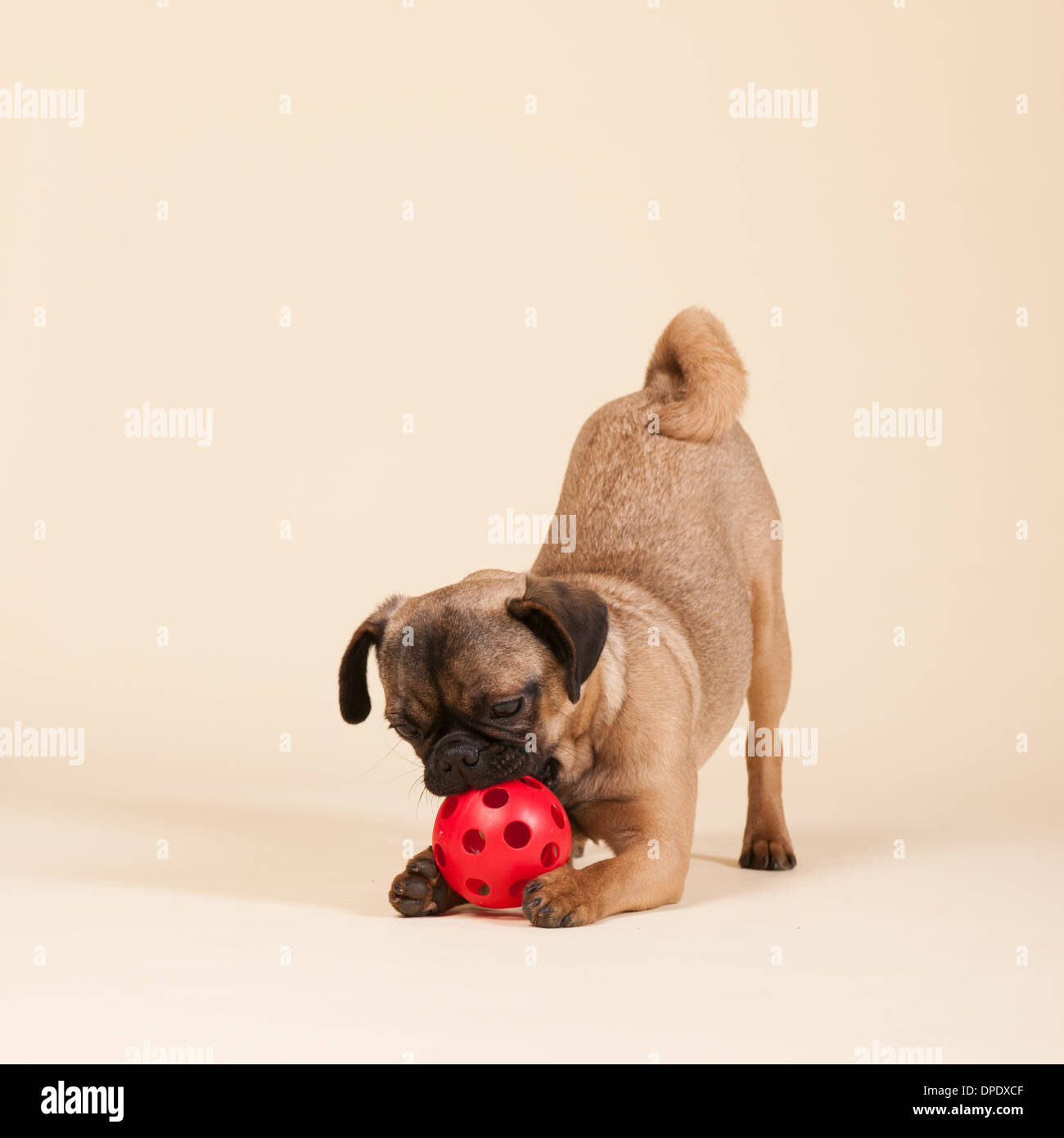 Little puppy pug playing with ball Stock Photo - Alamy