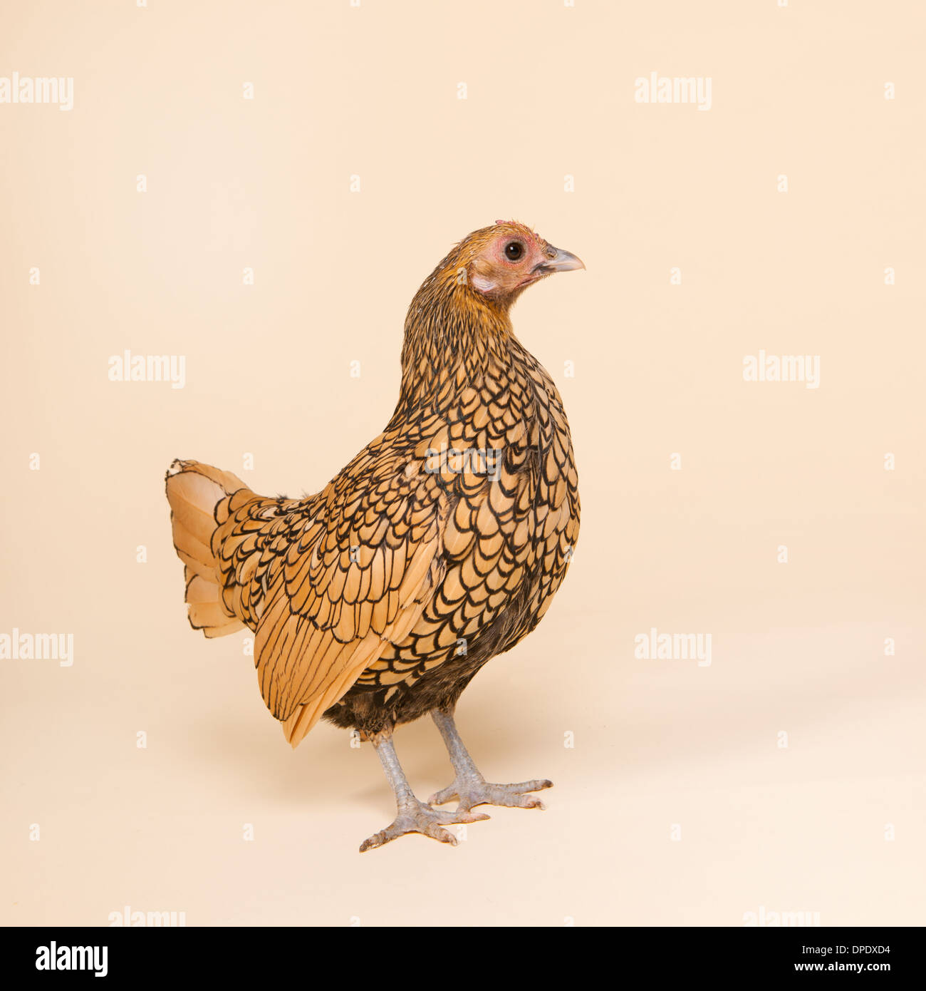 Sebright bantam hi-res stock photography and images - Alamy