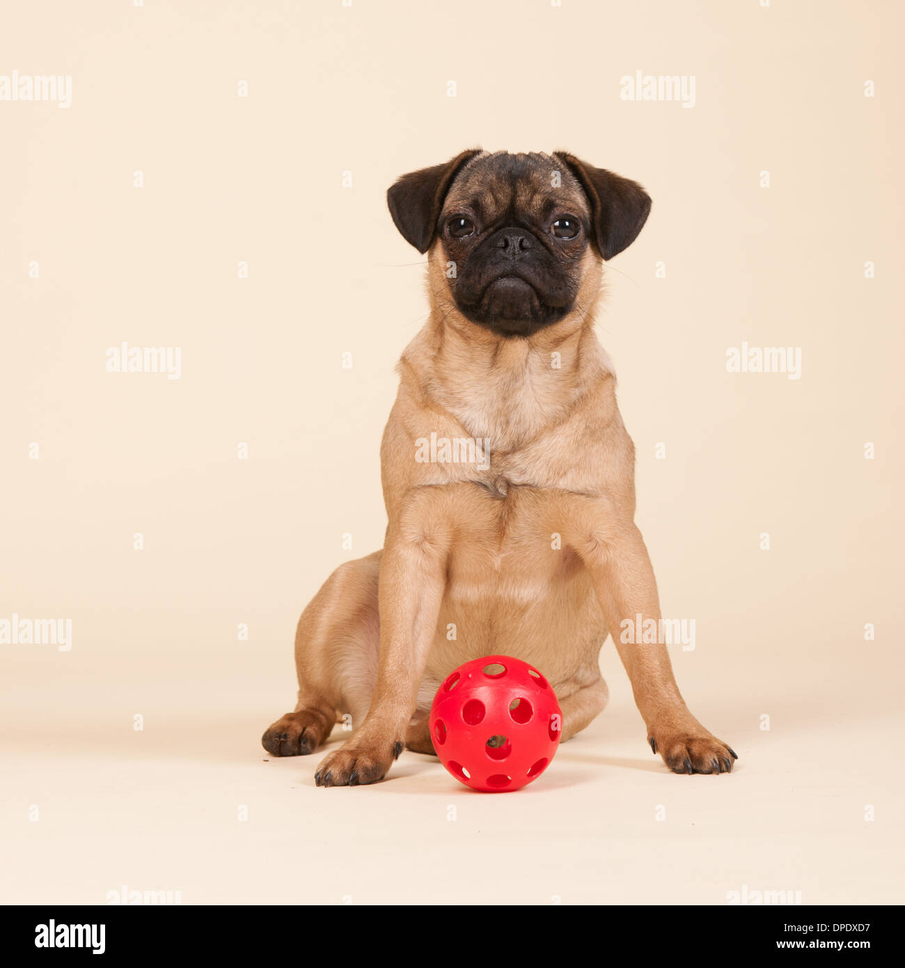 Do Pugs Play Fetch
