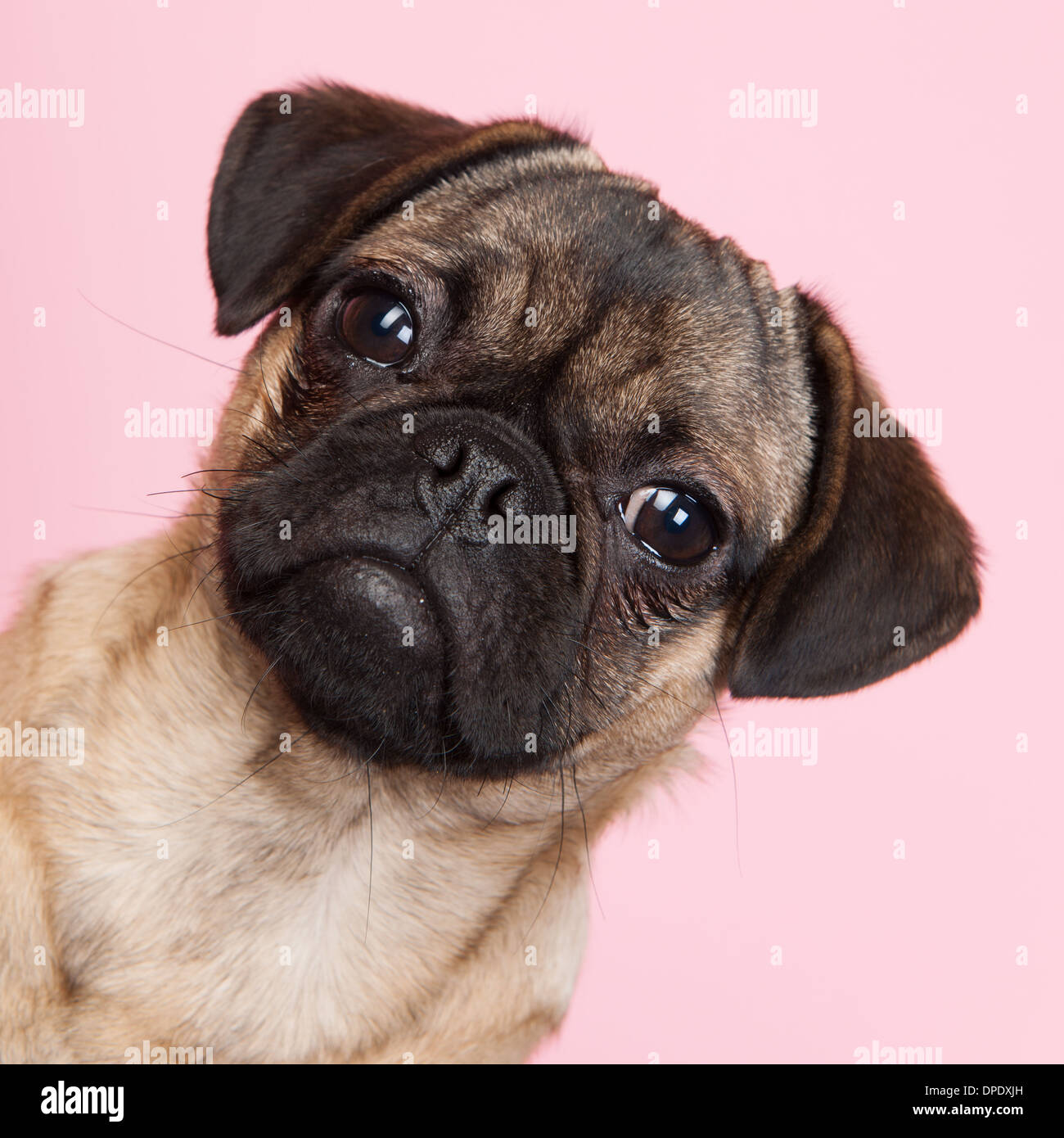 Little puppy pug portrait on pink background Stock Photo - Alamy