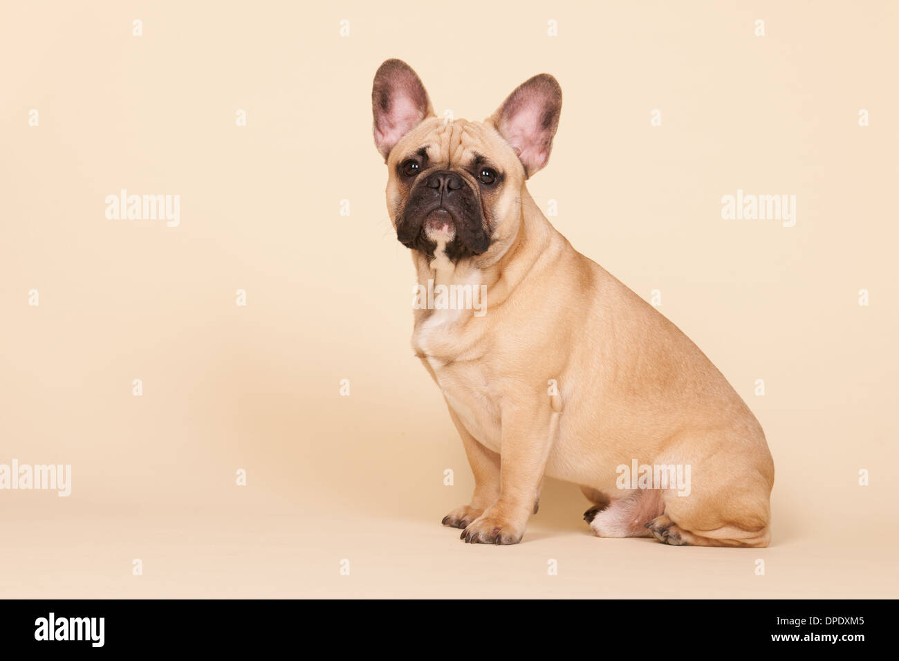 Angry french bulldog hi-res stock photography and images - Alamy