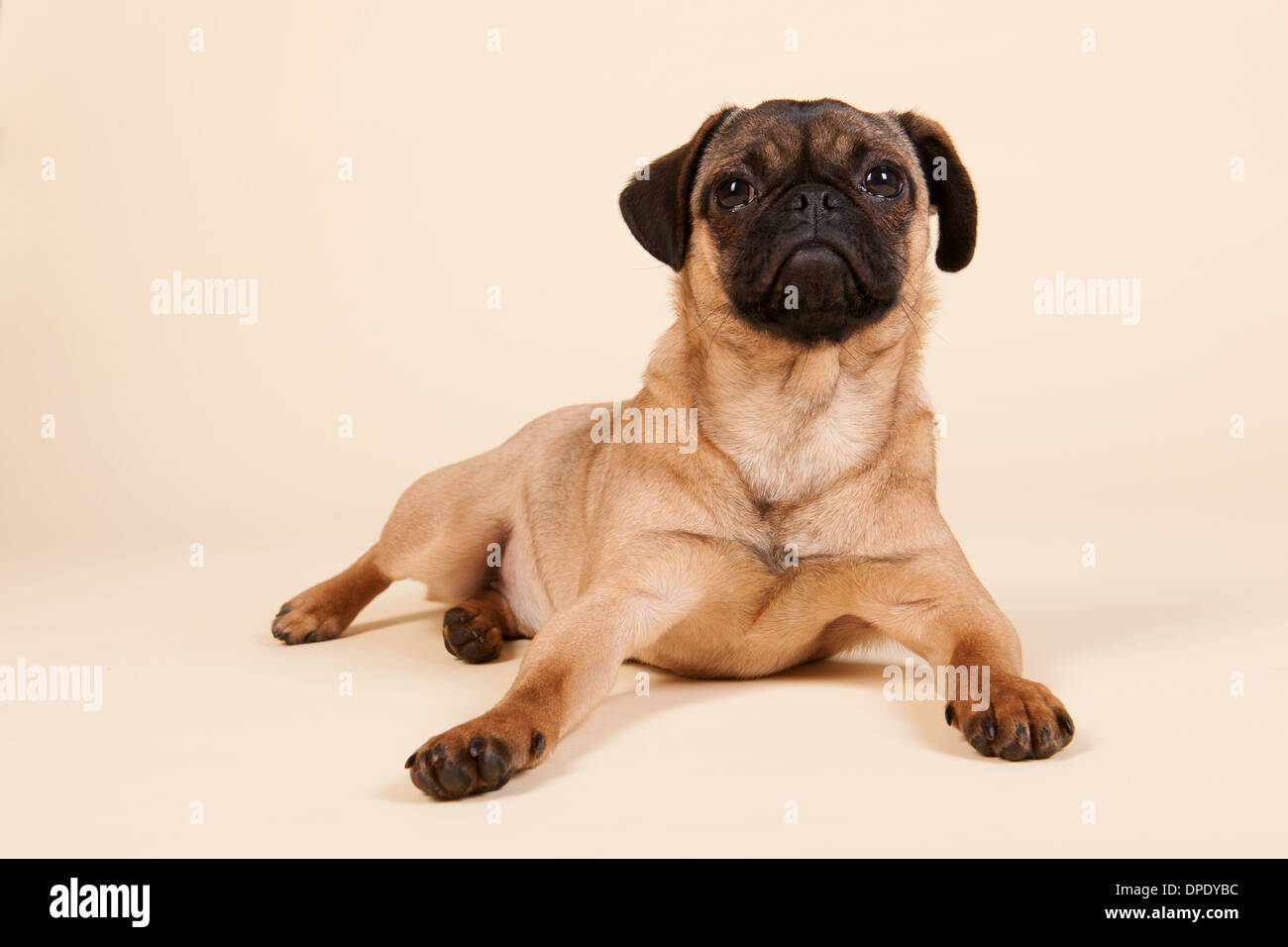 Little puppy pug laying in studio on cream background Stock Photo - Alamy