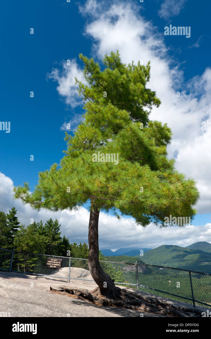 Pine tree growing out granite hi-res stock photography and images - Alamy
