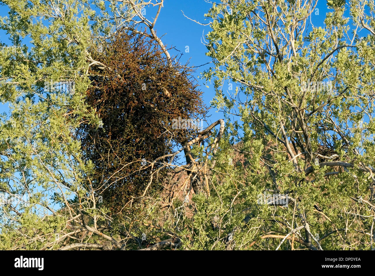 Desert Mistletoe (Phoradendron californicum), Saguaro National Park ...