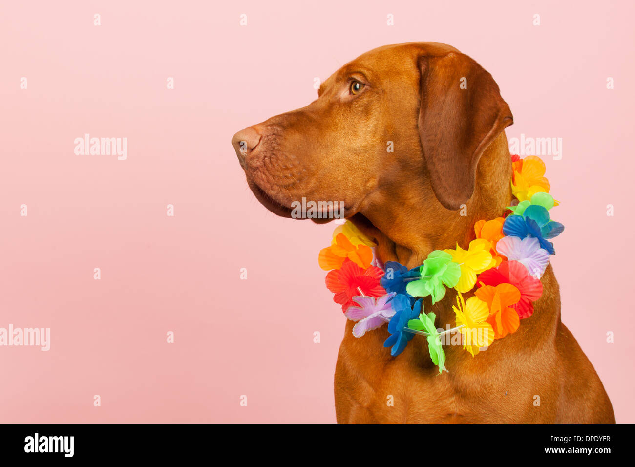 Tropical vizsla hi-res stock photography and images - Alamy