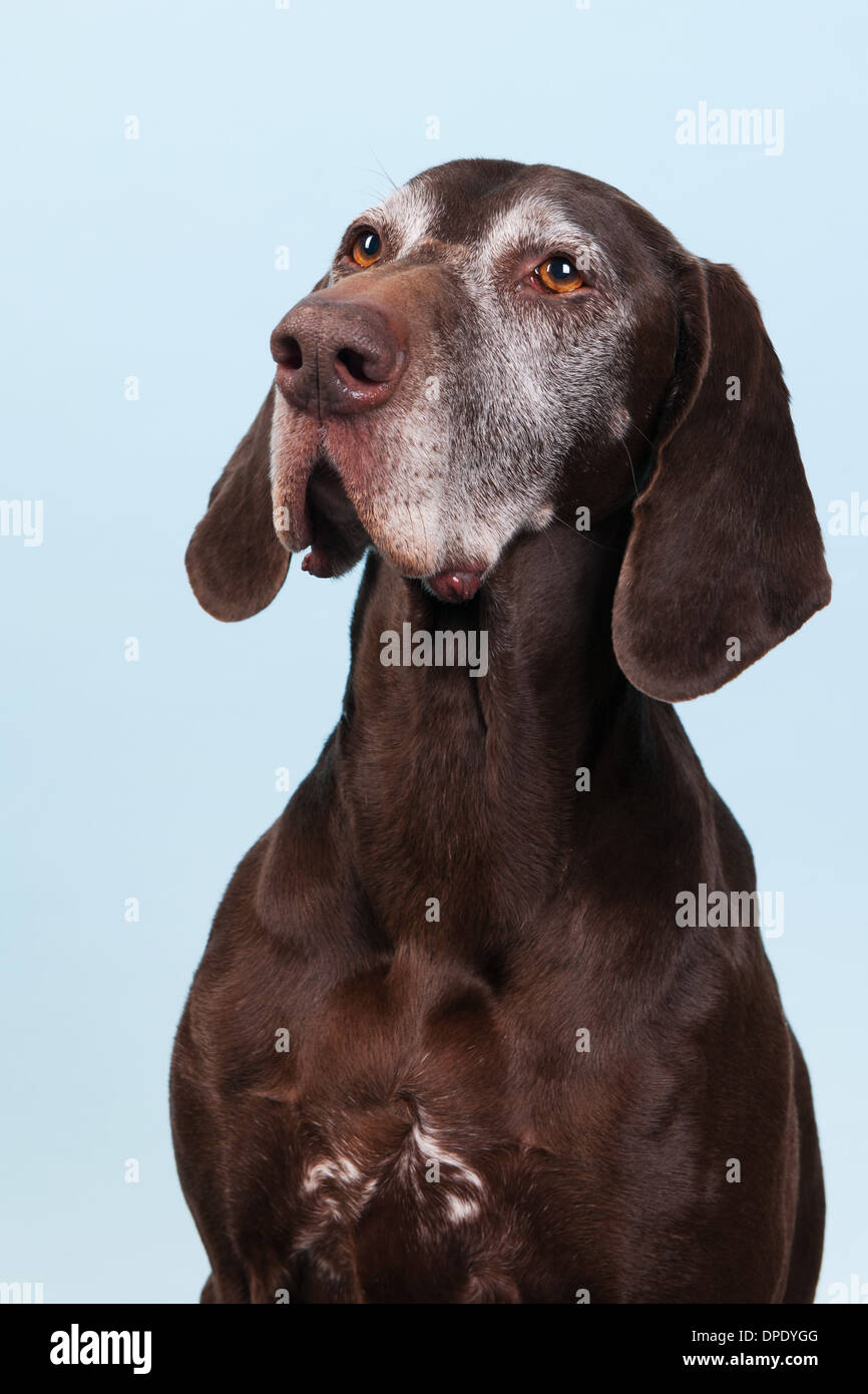Portrait of an old dog against blue background Stock Photo - Alamy