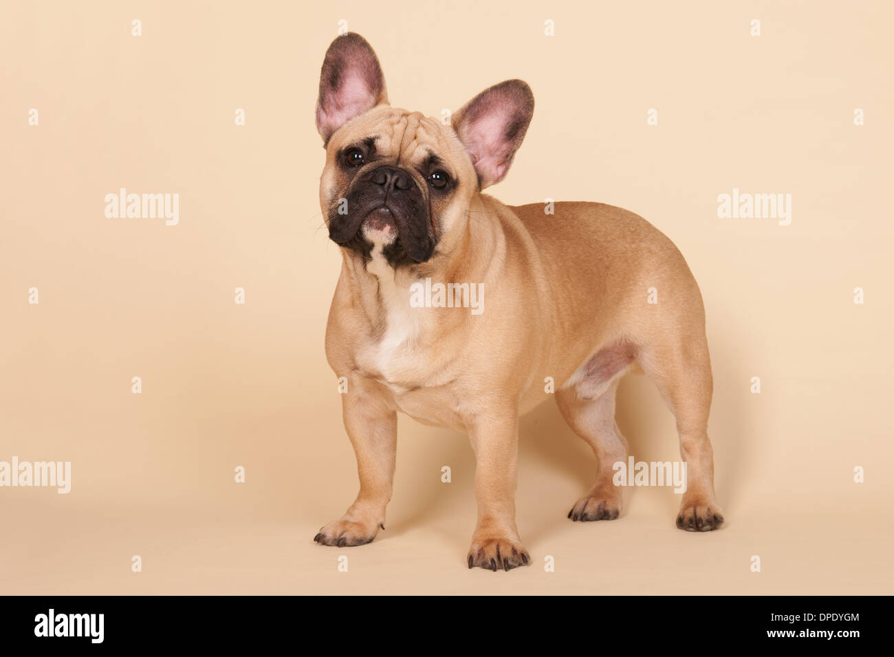 Angry french bulldog hi-res stock photography and images - Alamy