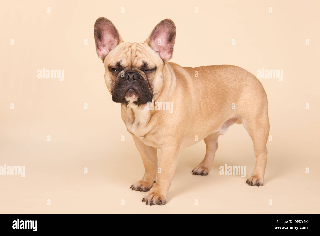 French bulldog standing angry in studio on blue background Stock Photo ...
