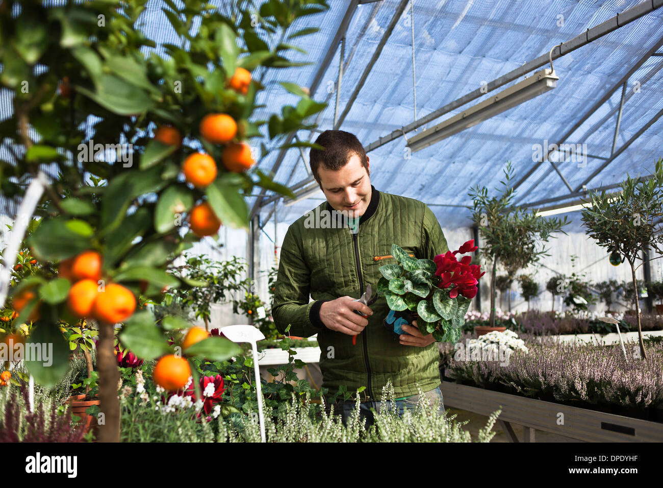 Professional gardener working in hi-res stock photography and images ...