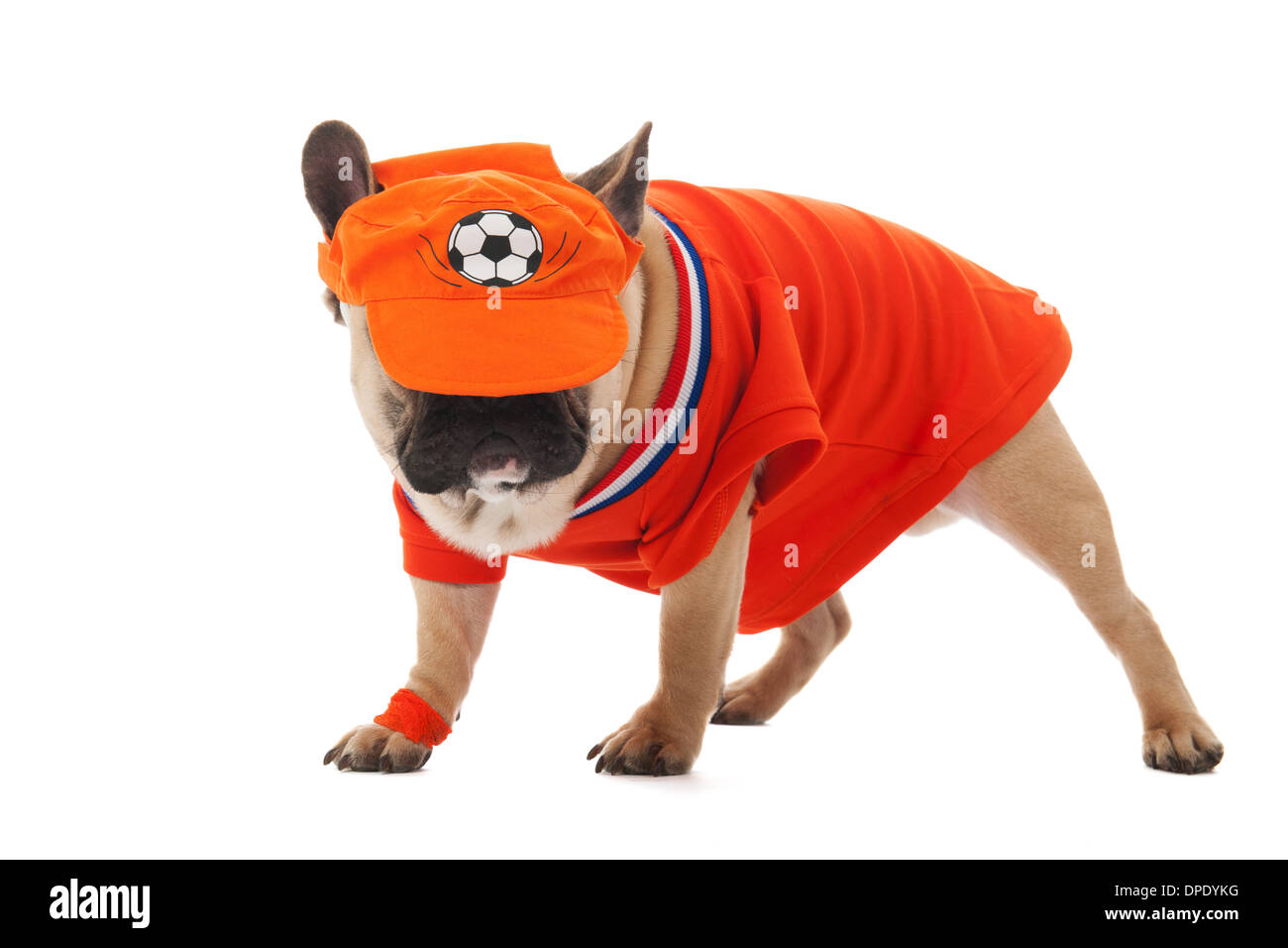 Dutch dog in orange sports wear as soccer fan Stock Photo - Alamy