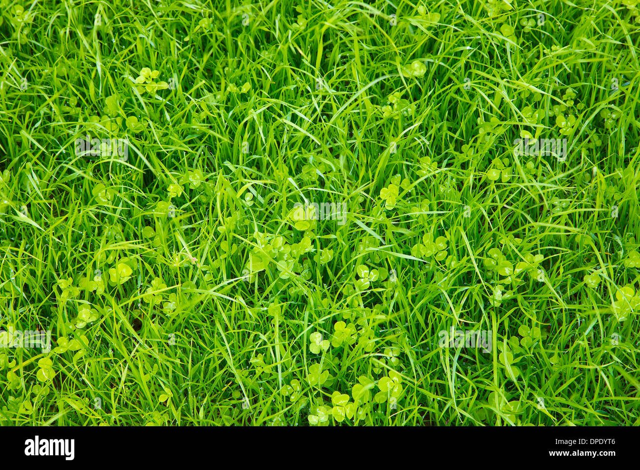Commercial pasture mix hi-res stock photography and images - Alamy